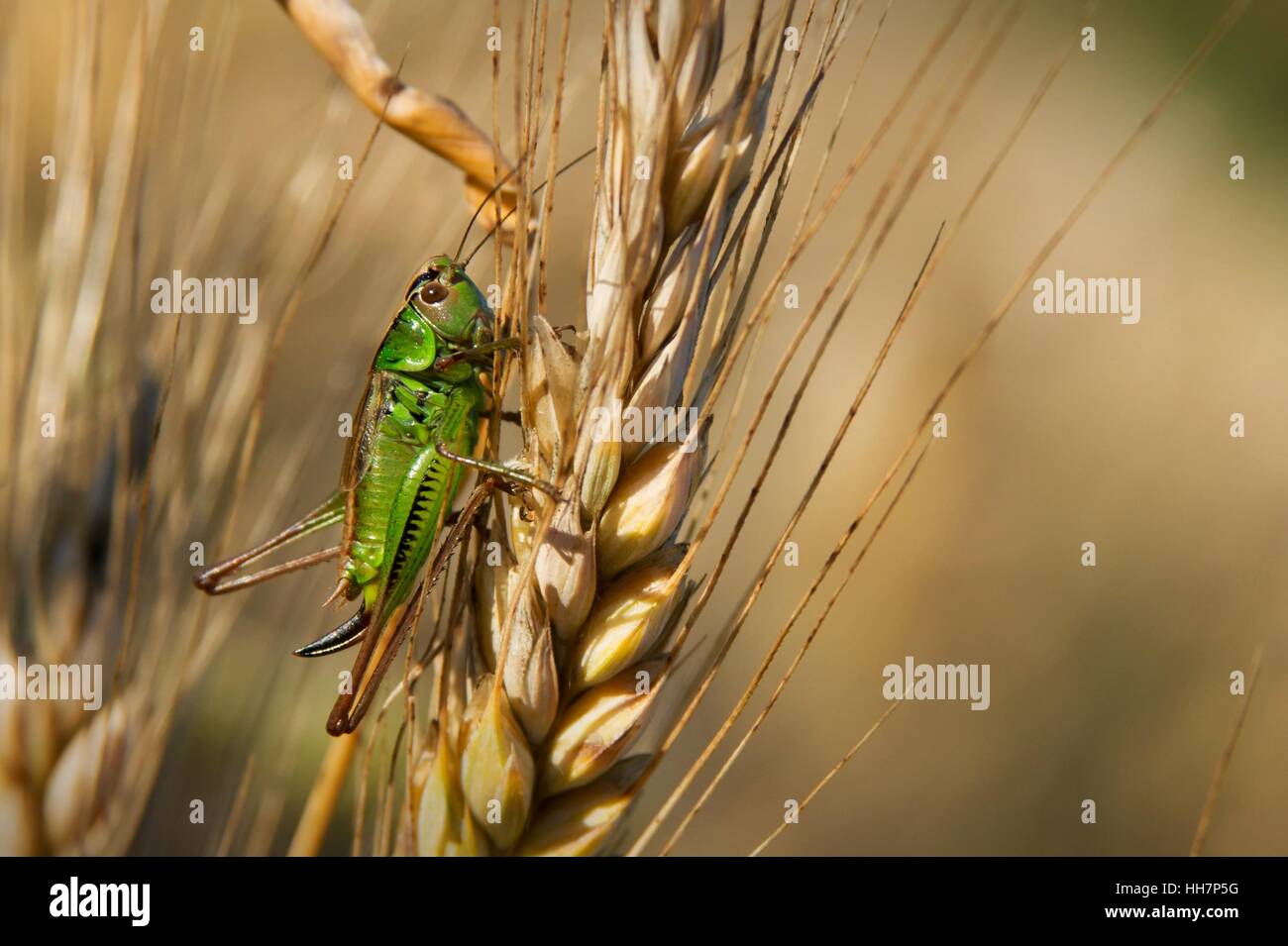Cricket grill hi-res stock photography and images - Alamy