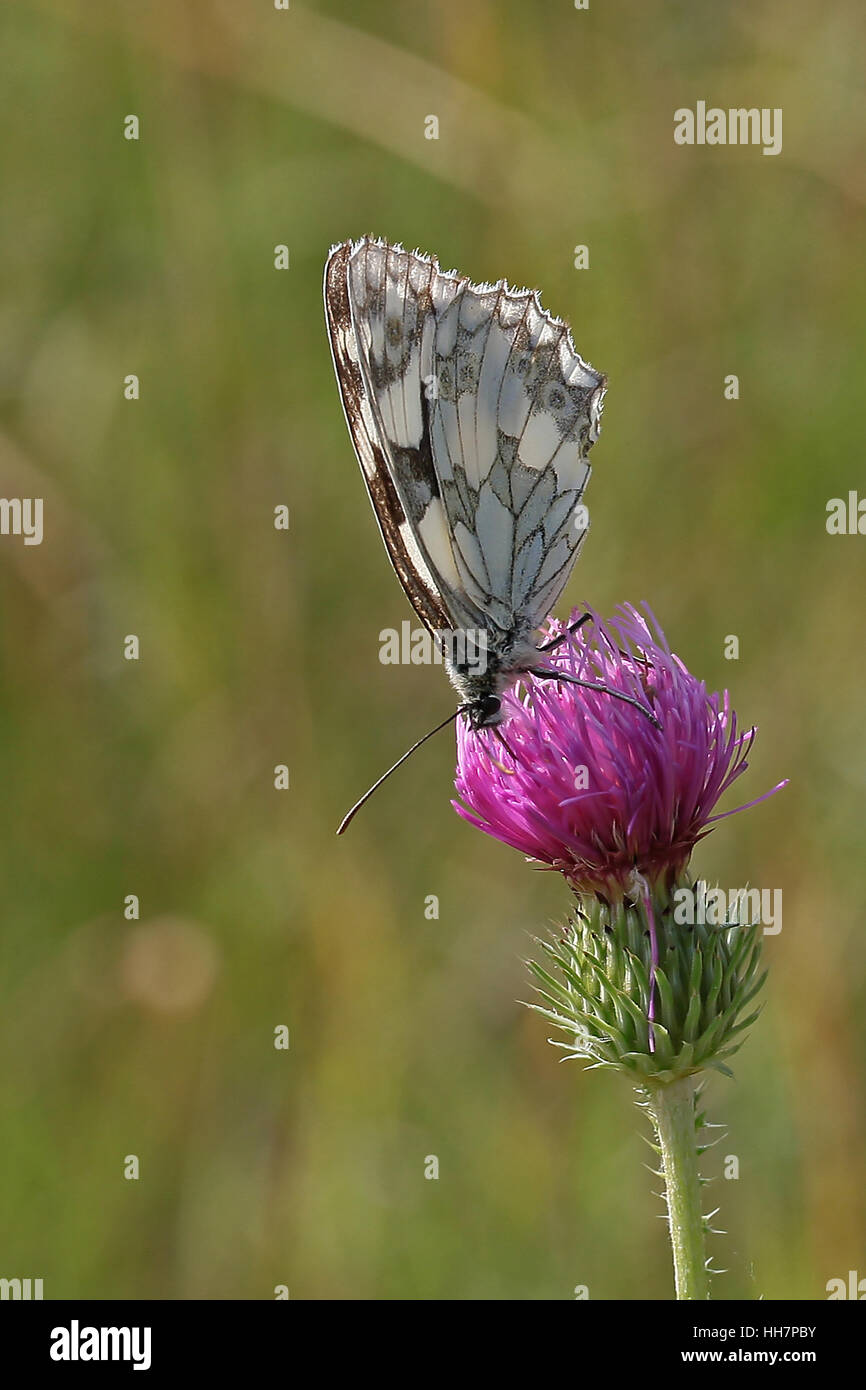 schachbrettfalter on thistle flower Stock Photo - Alamy
