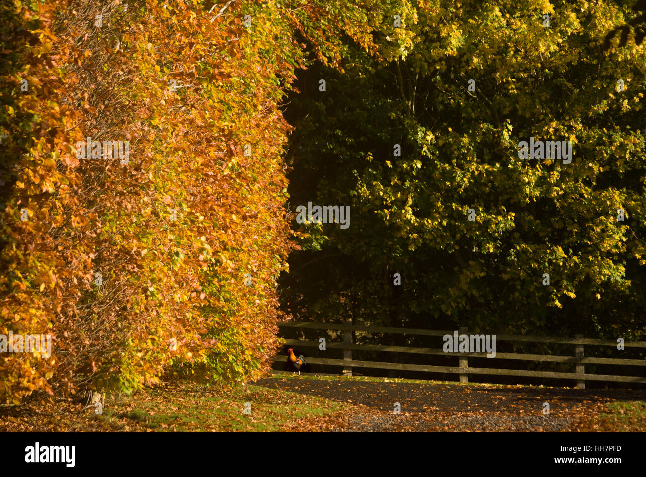 Autumn Beech hedge and cockerel, near Bardon Mill, Northumberland Stock ...