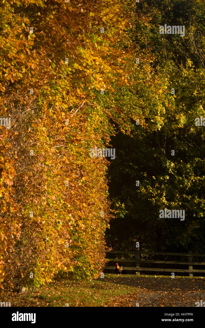 Autumn Beech hedge and cockerel, near Bardon Mill, Northumberland Stock ...