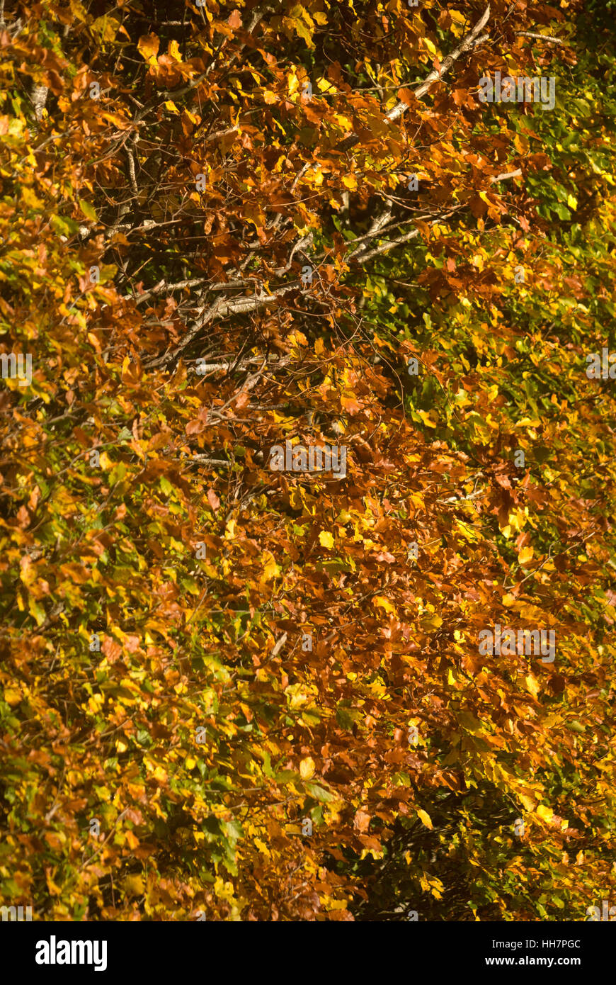 Autumn Beech hedge, near Bardon Mill, Northumberland Stock Photo - Alamy