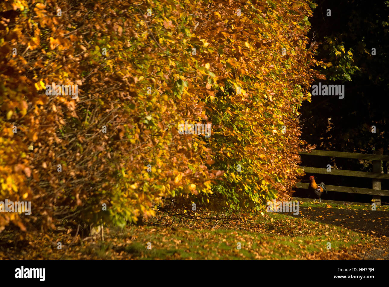 Autumn Beech hedge and cockerel, near Bardon Mill, Northumberland Stock ...