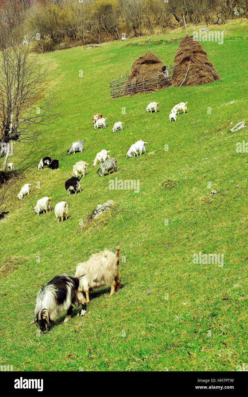 goats eating grass in rural area Stock Photo - Alamy