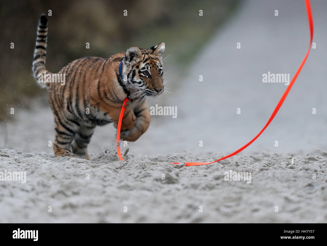Dassow, Germany. 9th Jan, 2017. Elsa the 4-month-old Siberian tiger cub ...