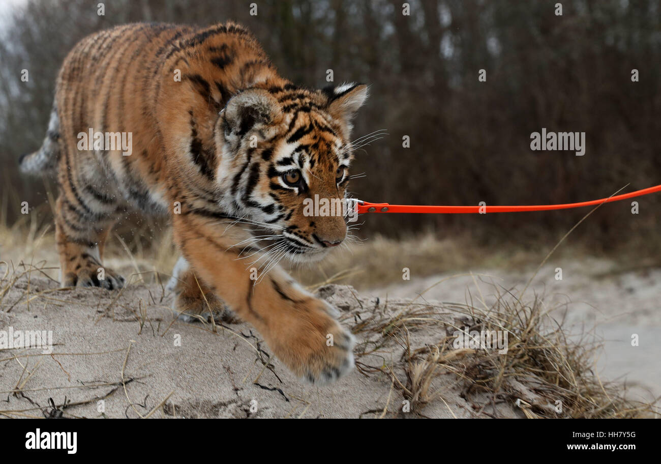 Dassow, Germany. 9th Jan, 2017. Elsa the 4-month-old Siberian tiger cub ...