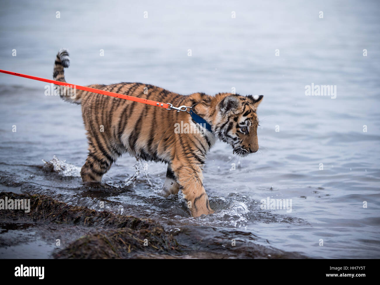 Dassow, Germany. 9th Jan, 2017. Elsa the 4-month-old Siberian tiger cub ...