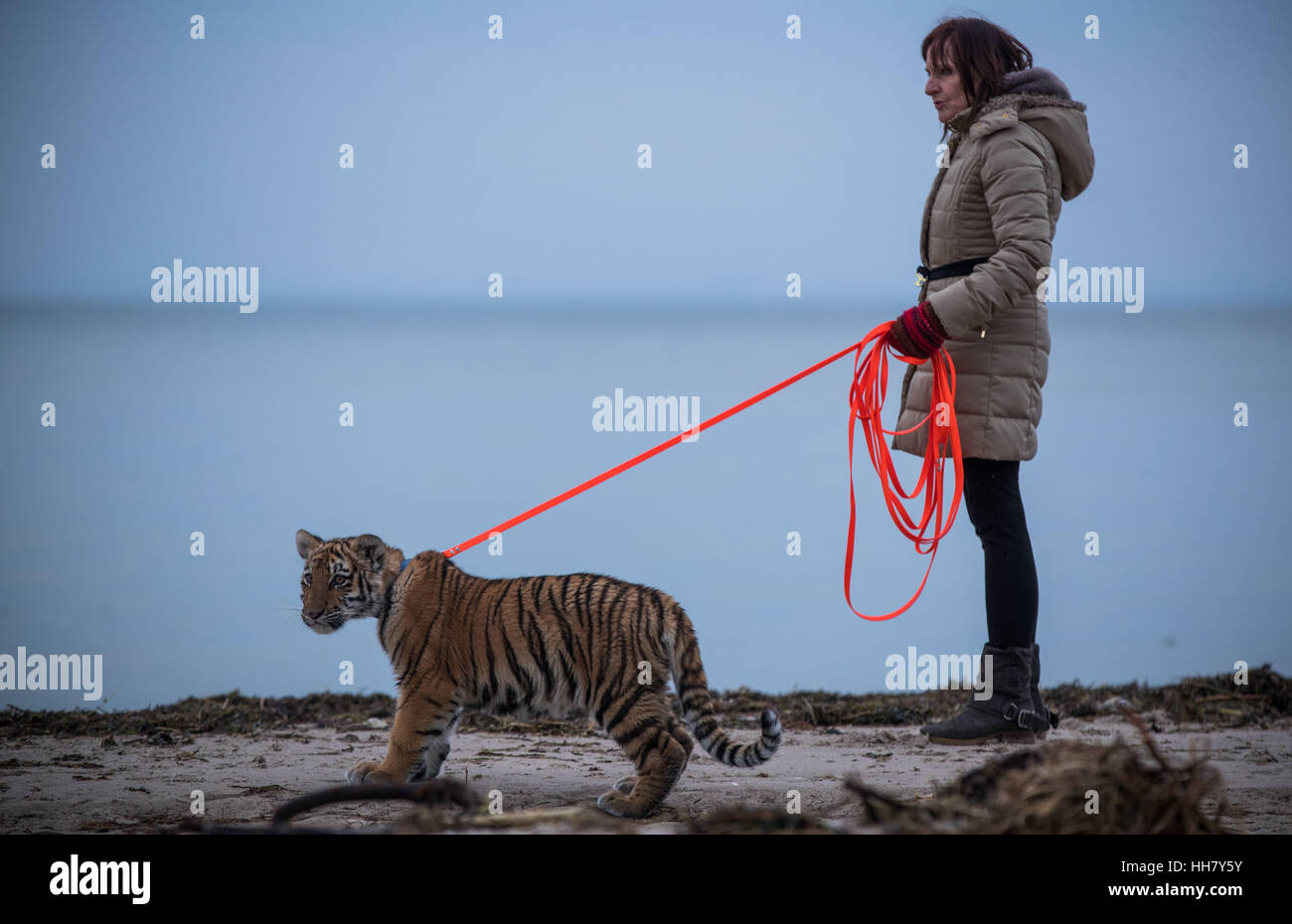 Dassow, Germany. 9th Jan, 2017. Elsa the 4-month-old Siberian tiger cub ...