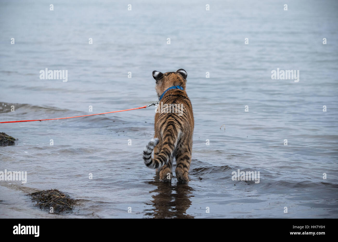 Dassow, Germany. 9th Jan, 2017. Elsa the 4-month-old Siberian tiger cub ...