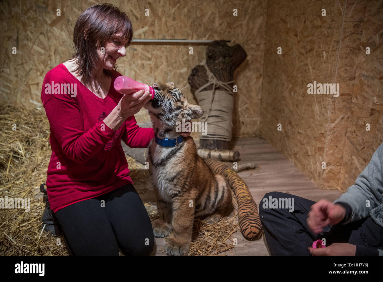 Luebeck, Germany. 9th Jan, 2017. Elsa the 4-month-old Siberian tiger ...