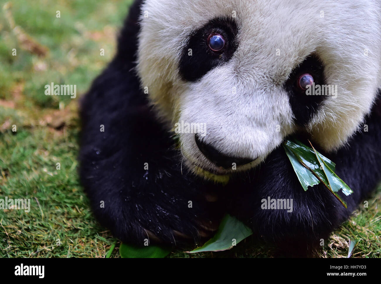 Fuzhou, China's Fujian Province. 17th Jan, 2017. Giant panda Basi eats ...