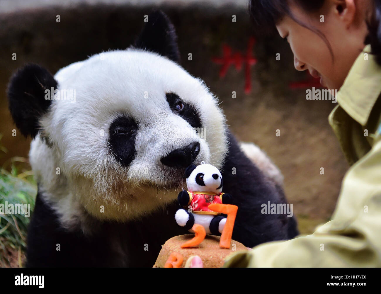 Fuzhou, China's Fujian Province. 17th Jan, 2017. A keeper feeds giant ...