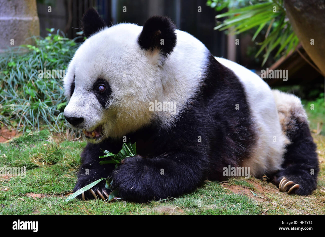 Fuzhou, China's Fujian Province. 17th Jan, 2017. Giant panda Basi eats ...