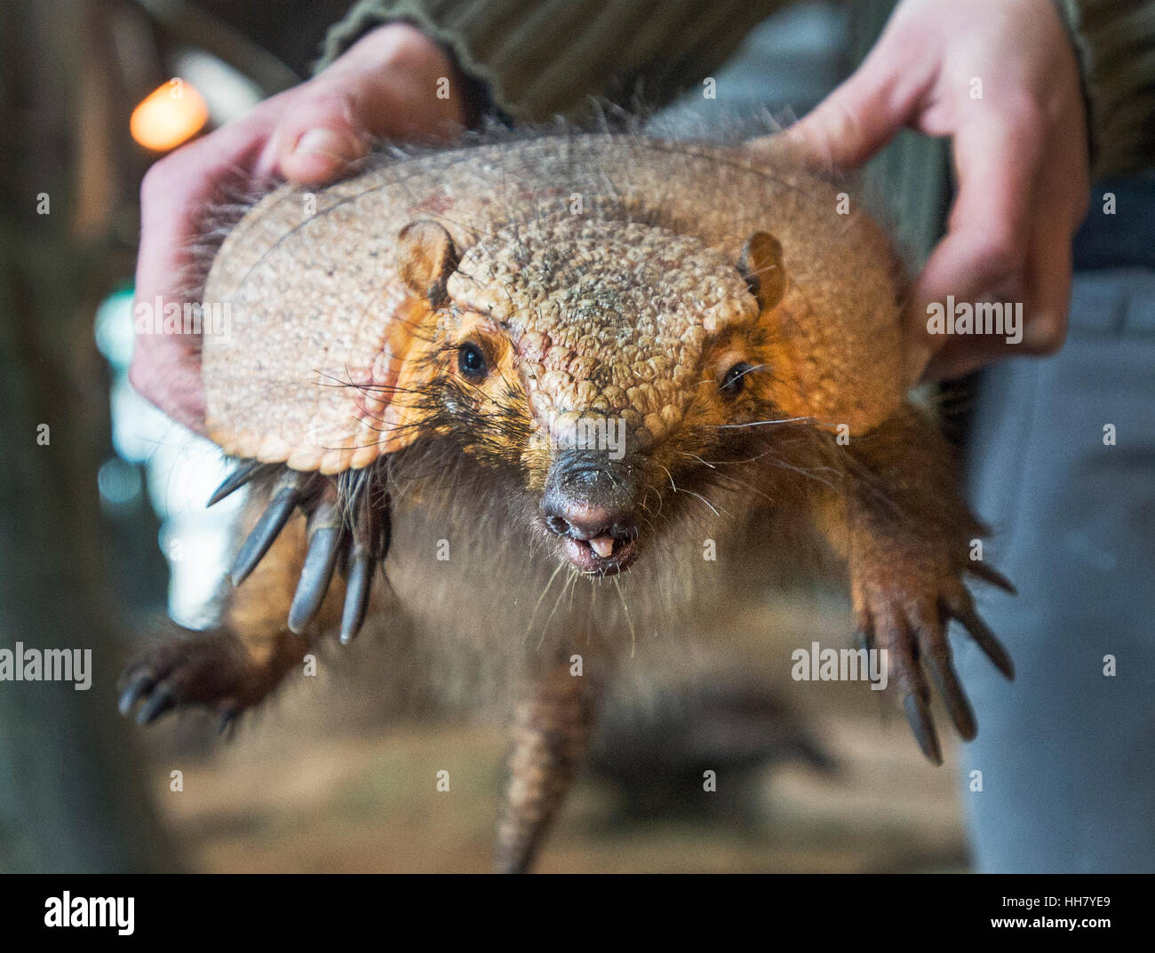 Pilsen Zoo, Czech Republic. 17th Jan, 2017. Large Hairy Armadillo, Chaetophractus villosus, pup ...