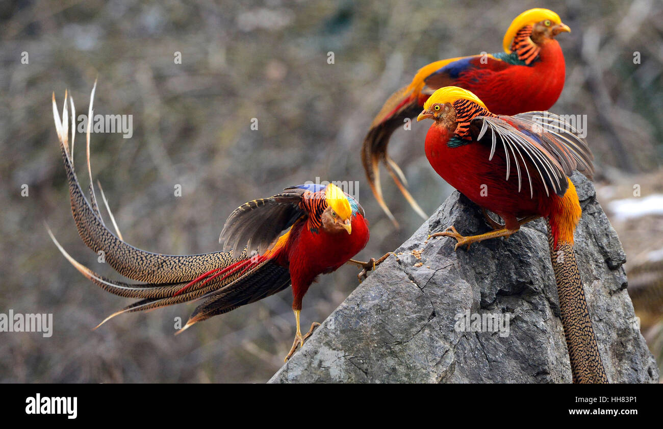 Ruyang, China. 16th Jan, 2017. Golden pheasants are seen in Mengcun ...
