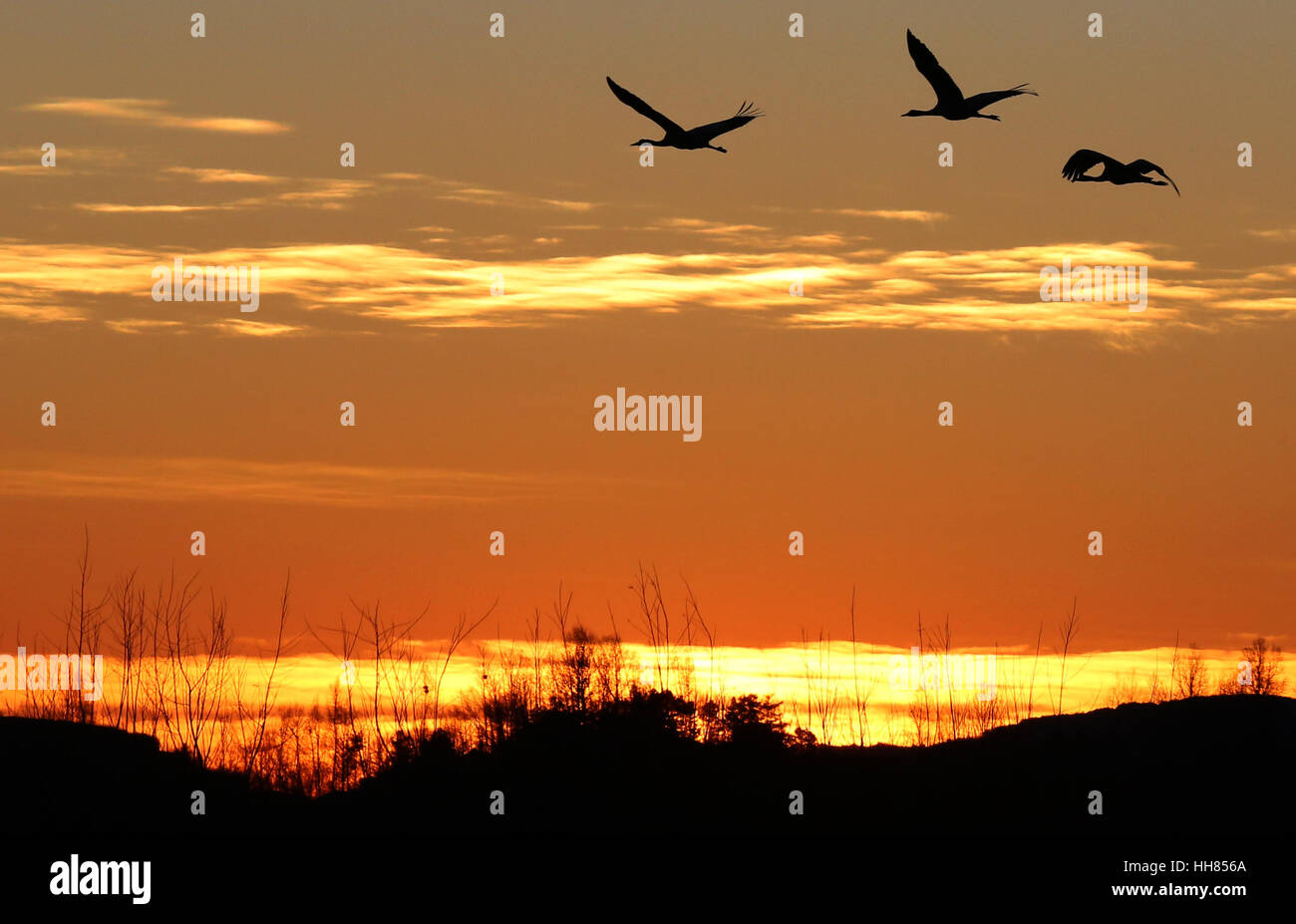 Huize, China's Yunnan Province. 18th Jan, 2017. Black-necked cranes fly ...