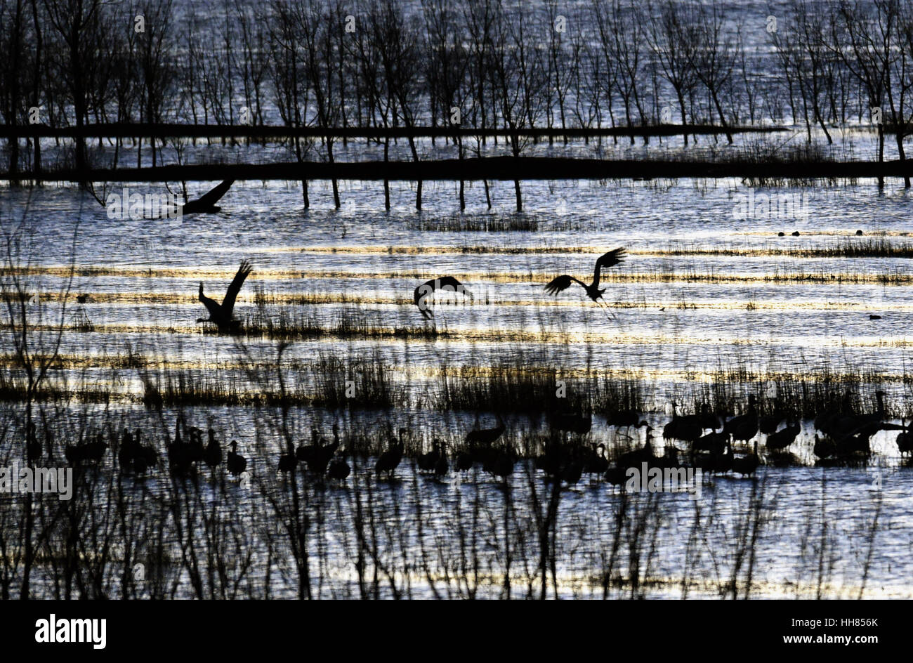 Huize, China's Yunnan Province. 18th Jan, 2017. Black-necked cranes are ...