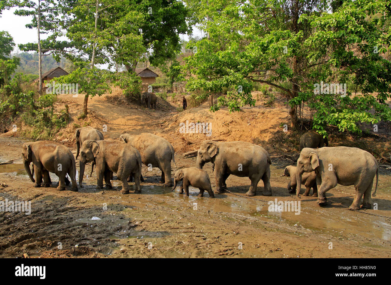 Bago, Myanmar's Ayayawaddy region, has been turned into an elephant ...