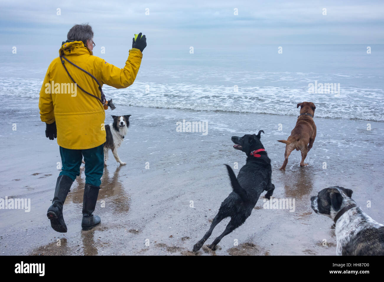 Mature female dog walker with large group of dogs throwing ball into ...