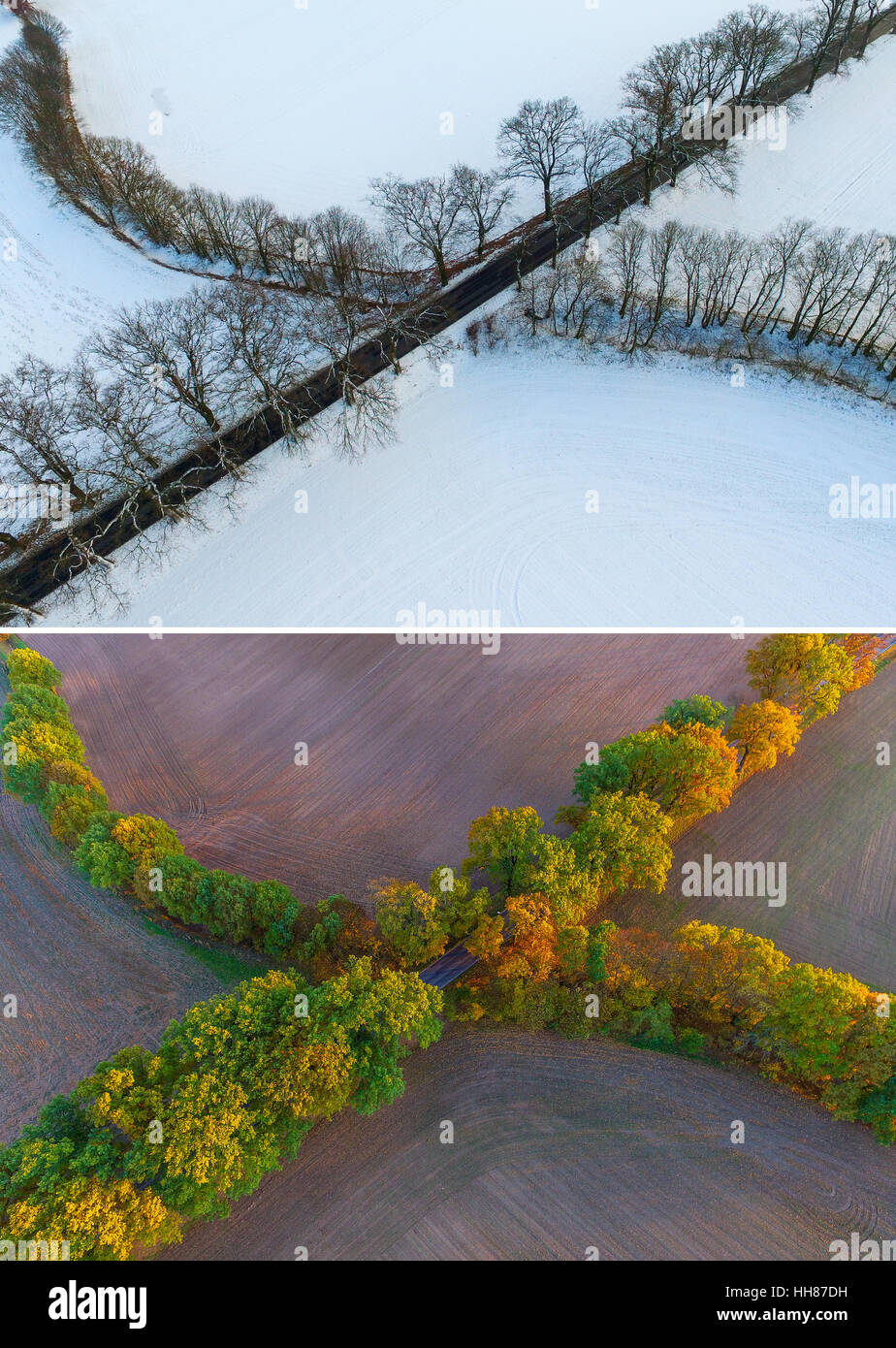 COMBO - The 2-part composite picture shows the same lines of trees near ...
