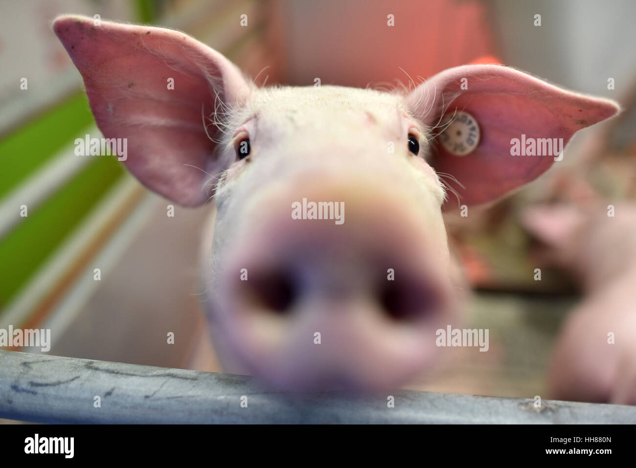 Berlin, Germany. 18th January, 2017. A pig looks out of its enclosure ...