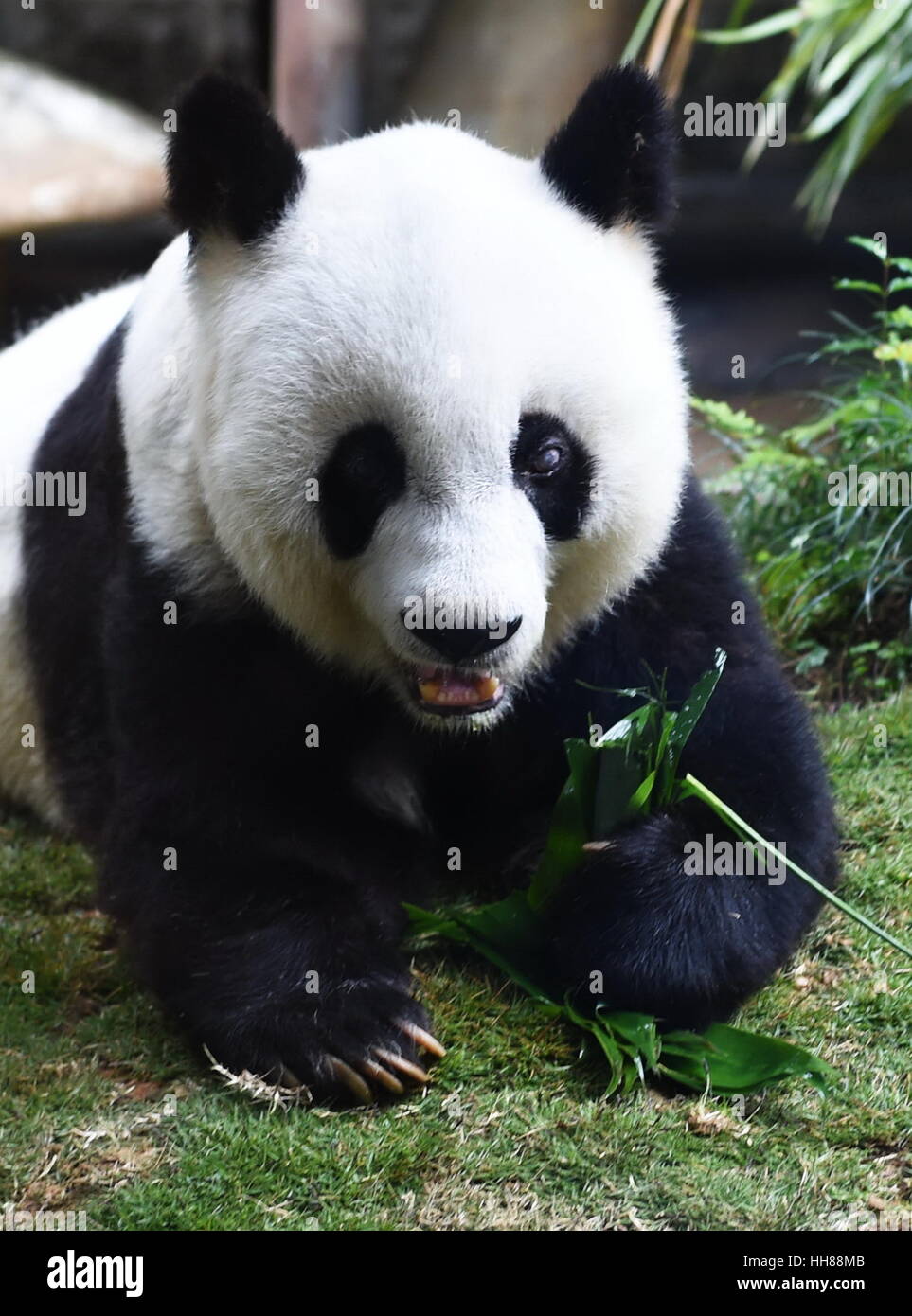 Fuzhou, China's Fujian Province. 18th Jan, 2017. Giant panda Basi eats ...