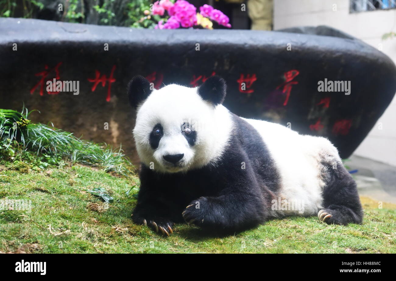 Fuzhou. 18th Jan, 2017. Photo taken on Jan. 18, 2017 shows giant panda ...