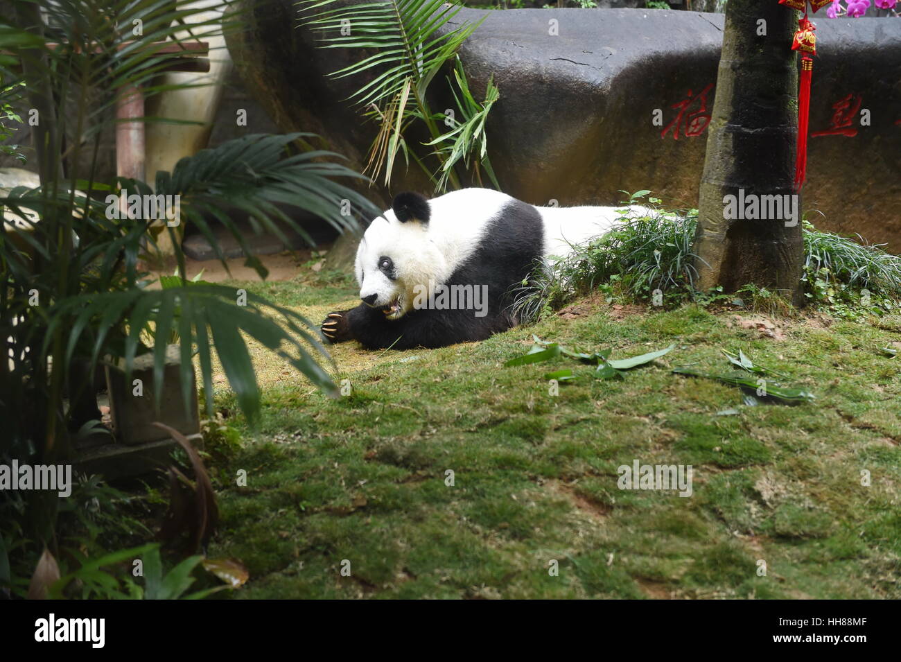 Fuzhou. 18th Jan, 2017. Photo taken on Jan. 18, 2017 shows giant panda ...
