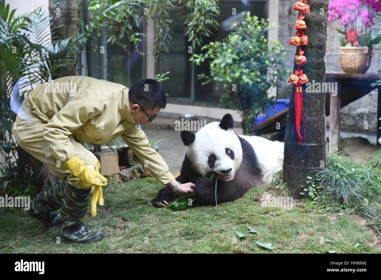 Fuzhou, China's Fujian Province. 18th Jan, 2017. A keeper feeds giant ...