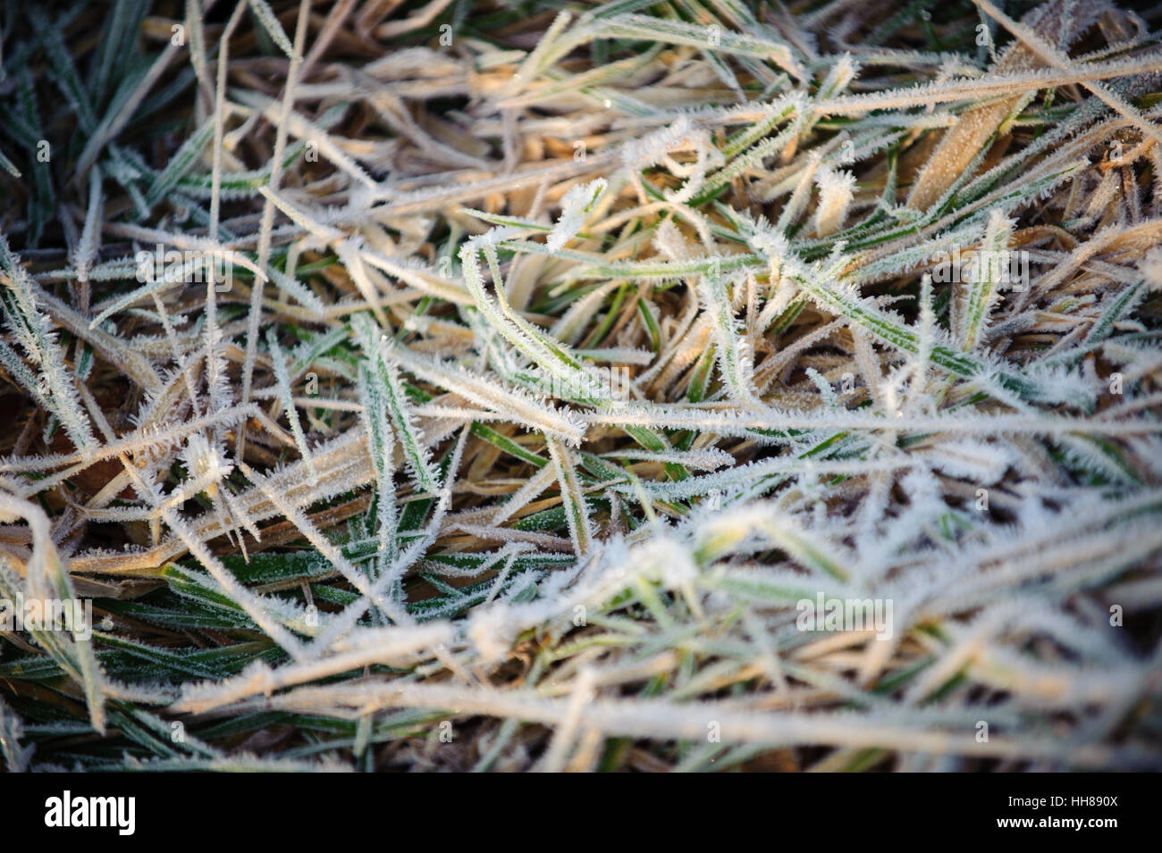 Frost covered grass on a cold day winters day Stock Photo - Alamy