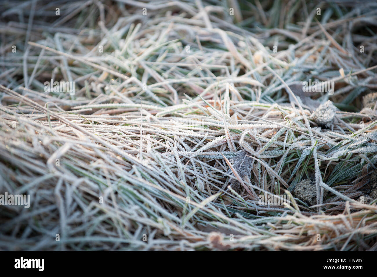 Frost covered grass on a cold day winters day Stock Photo - Alamy