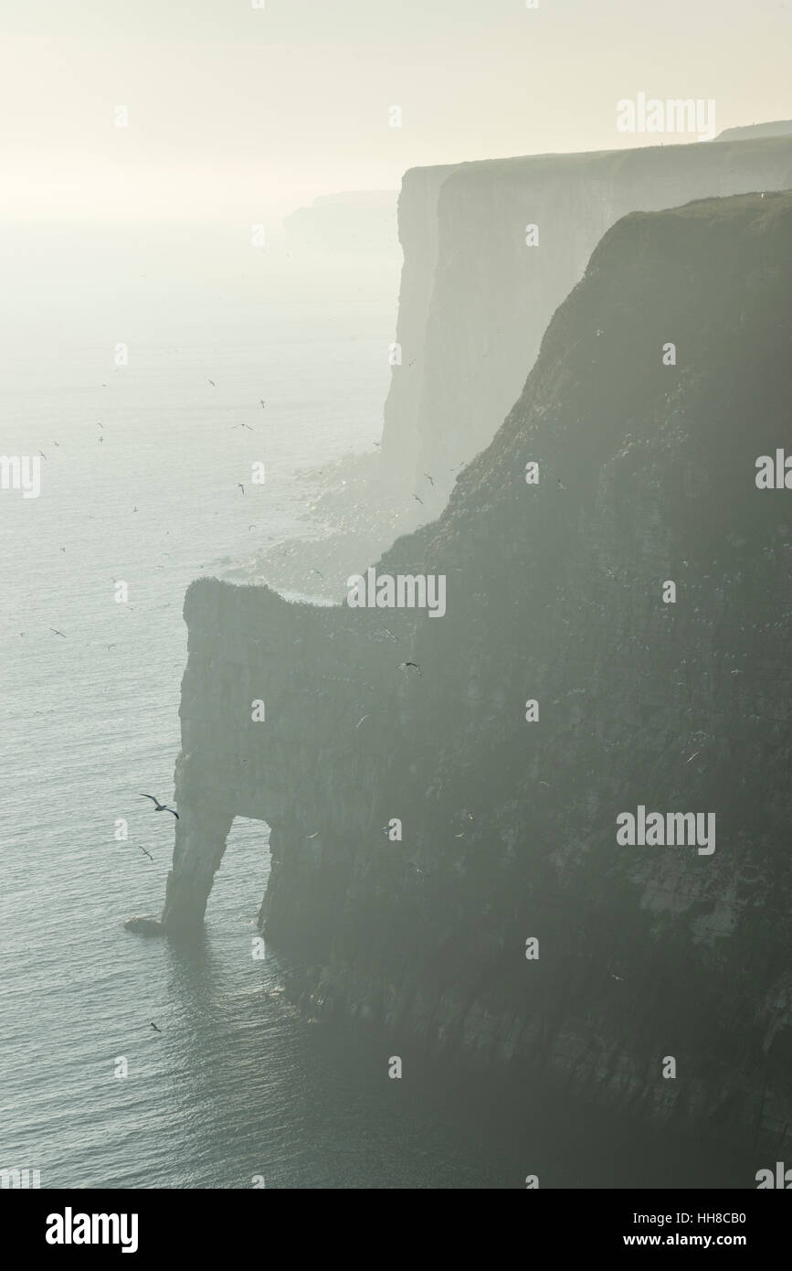 Morning mist around Bempton cliffs, North Yorkshire, England Stock ...