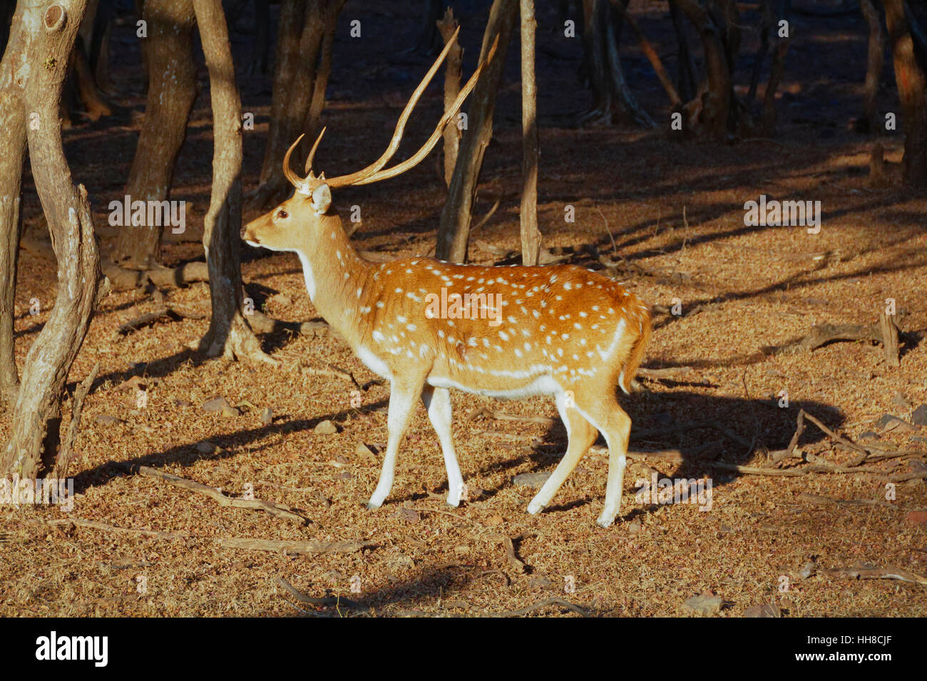 Indian Spotted Deer with large antlers stands alert in a forest ...