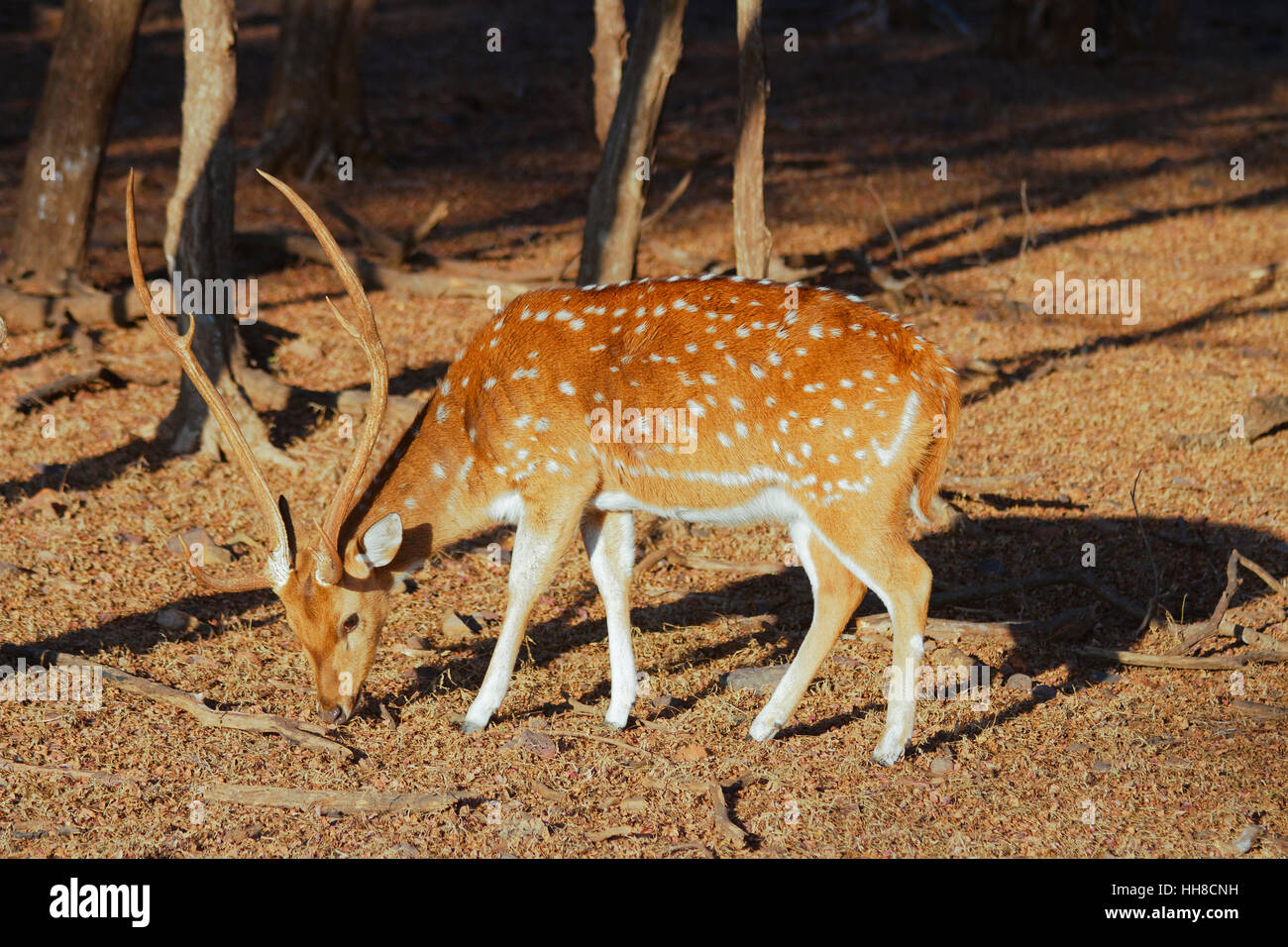 An Indian Red Spotted Deer searches for food in a forest clearing in ...