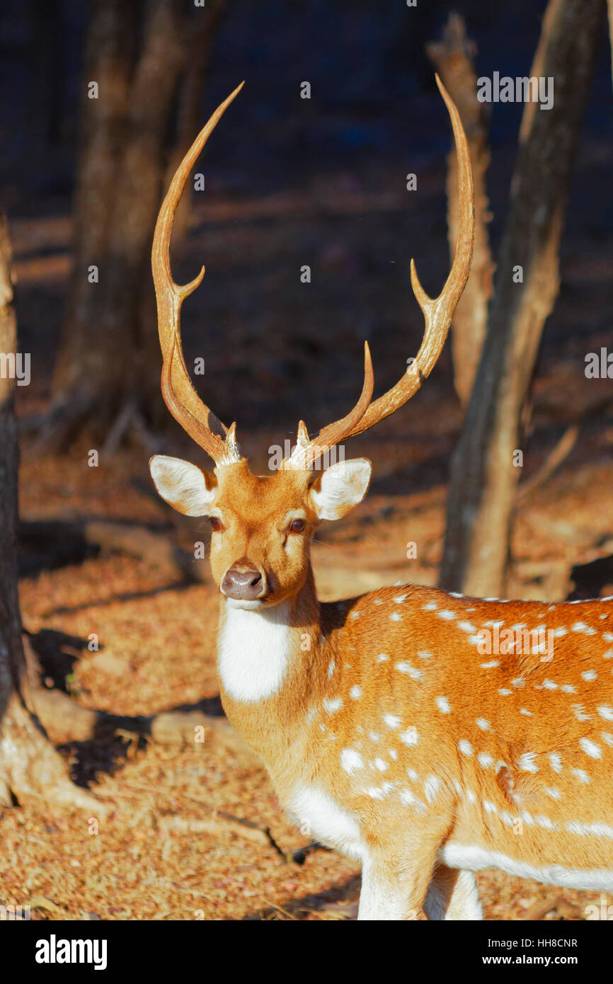 An Indian Red Spotted Deer with magnificent antlers stands in the ...