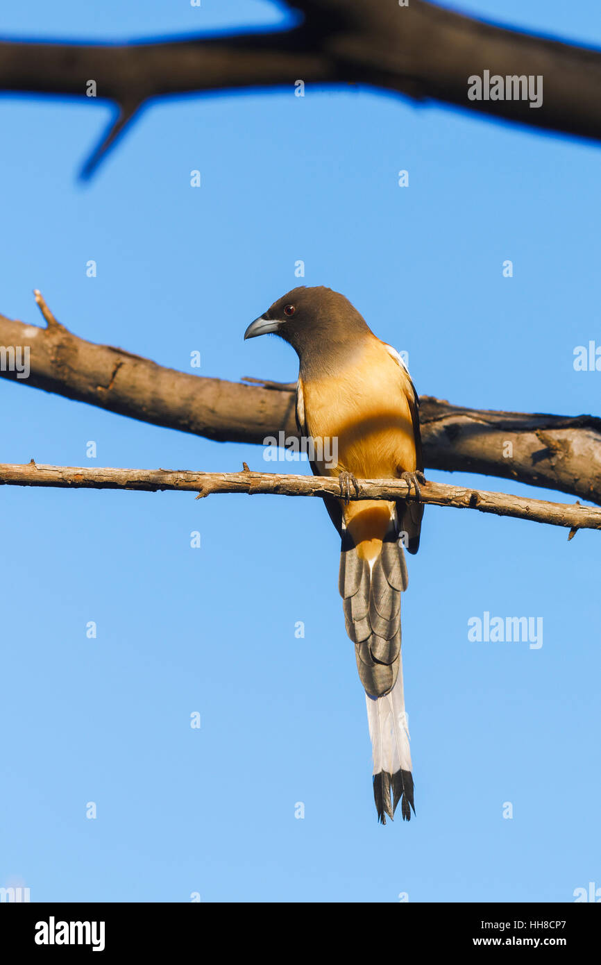 Indian treepie bird hi-res stock photography and images - Alamy