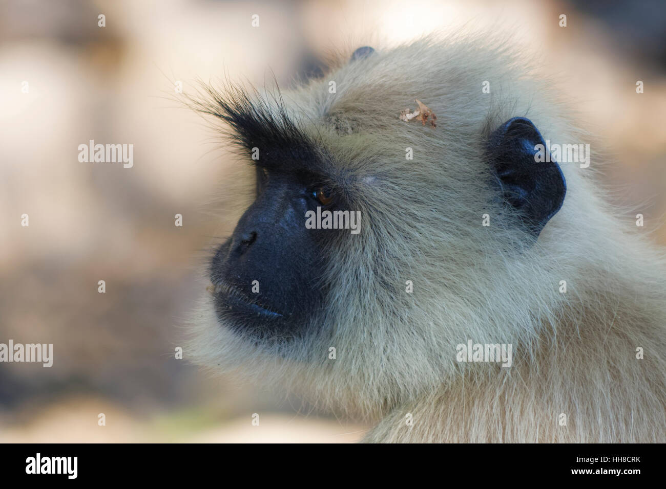 Monkey in profile hi-res stock photography and images - Alamy