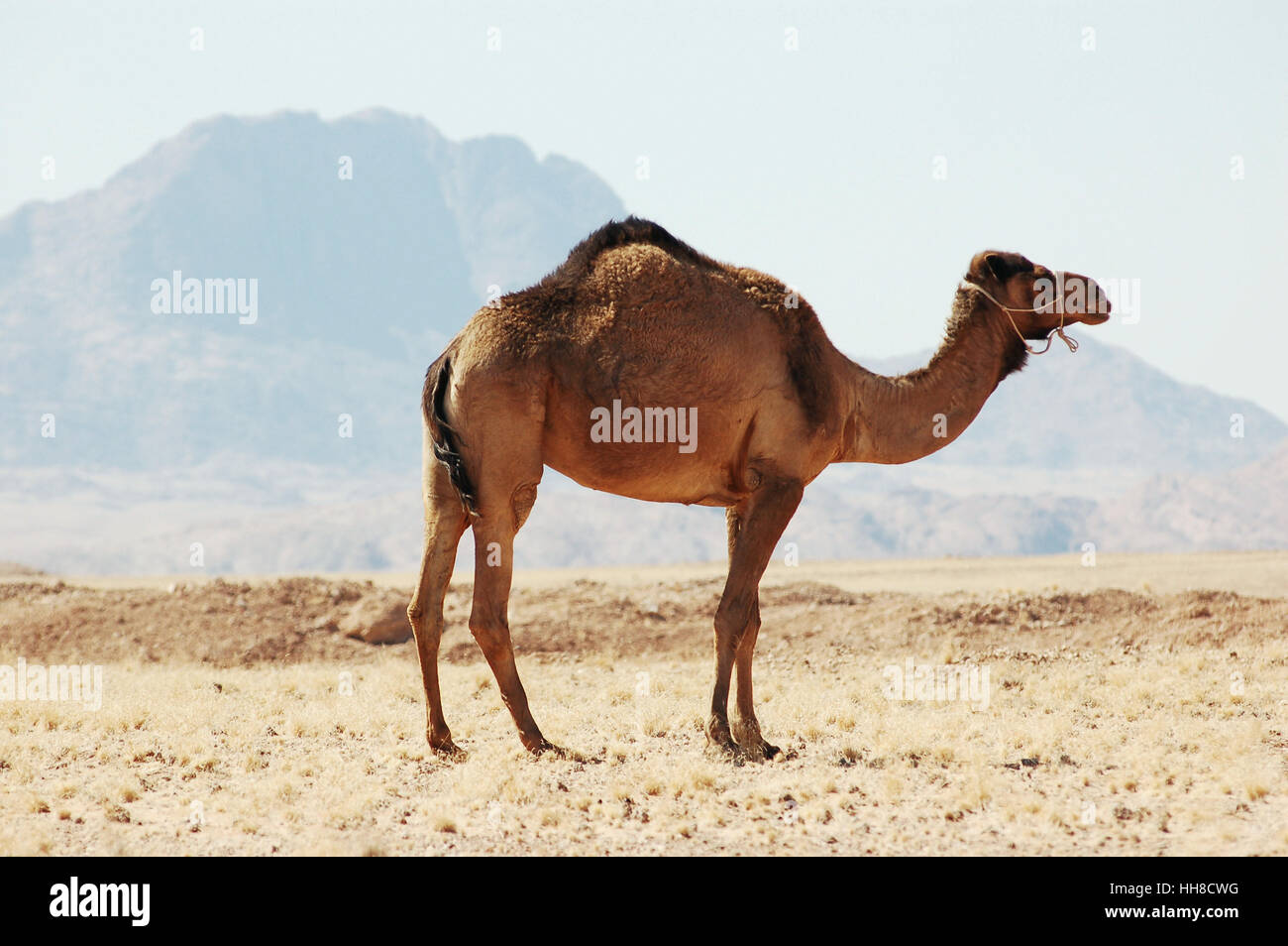 Camel, the ship of the desert. Namibia, Namib desert Stock Photo - Alamy
