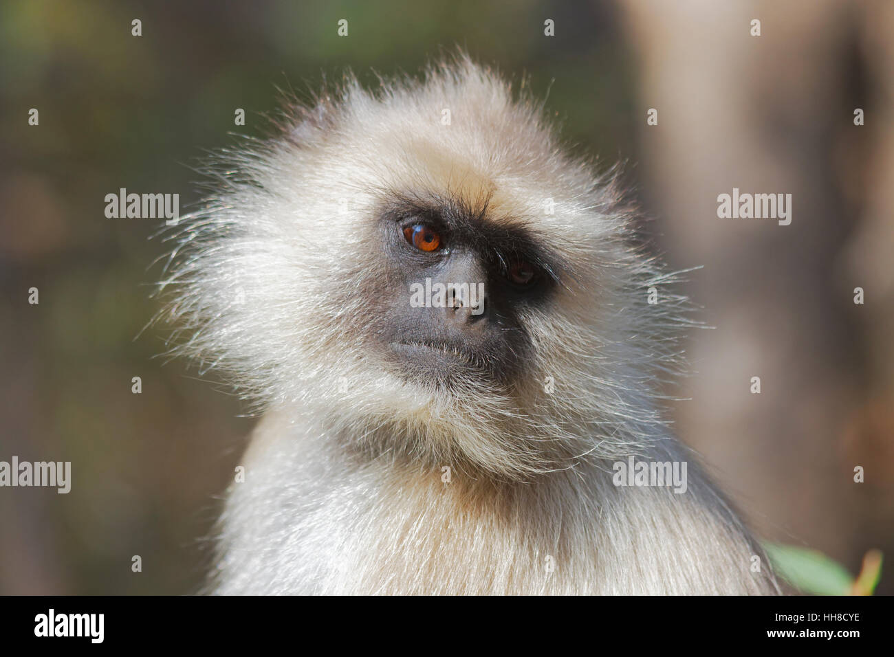Portrait style closeup of a Langur monkey with head tilted to the right ...