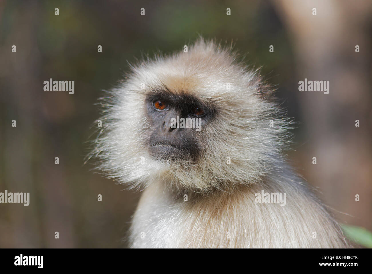 Monkey Hair Style High Resolution Stock Photography and Images - Alamy