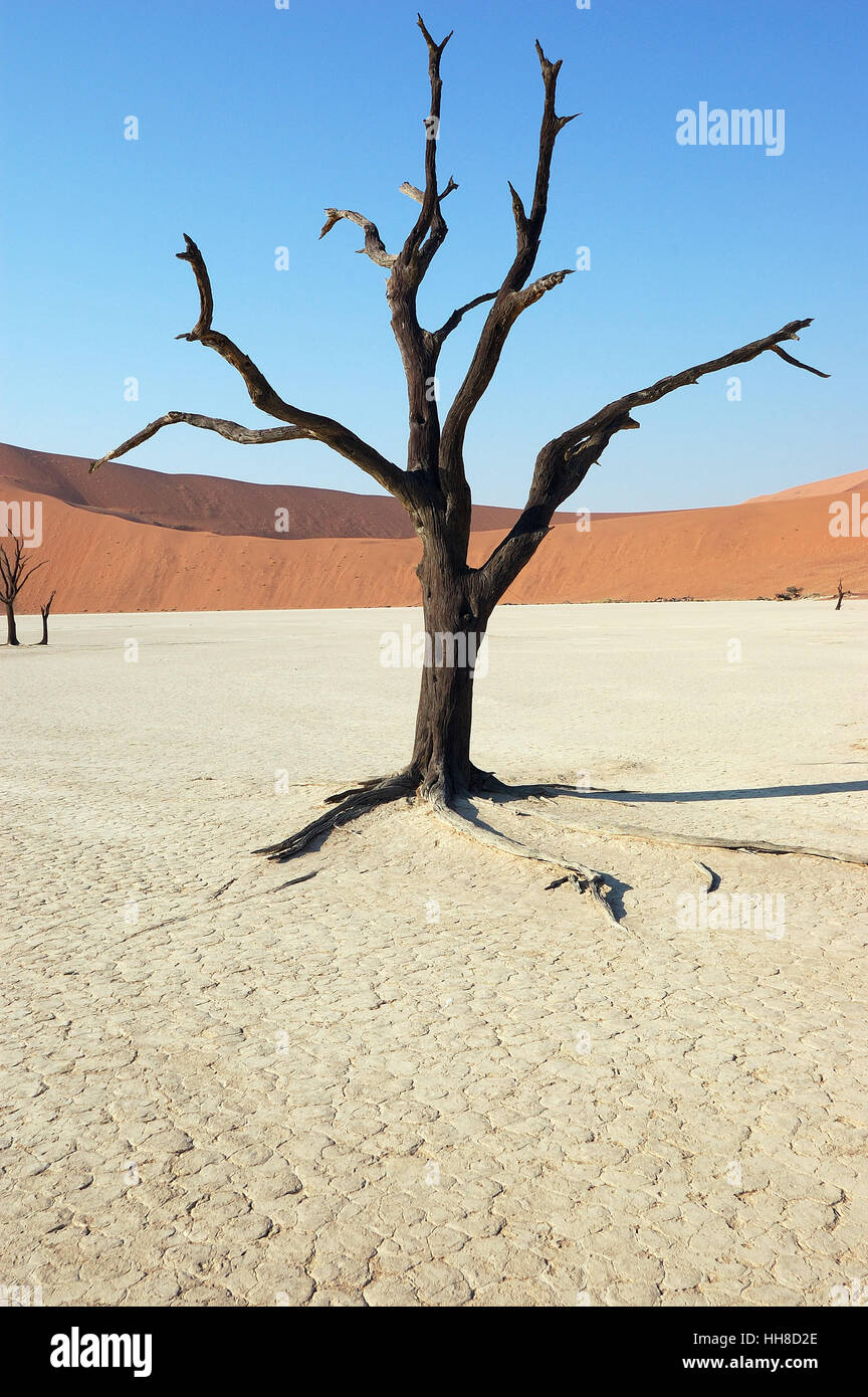 desert, wasteland, namibia, dune, arid, slim, sligth, lean, gaunt, thin ...