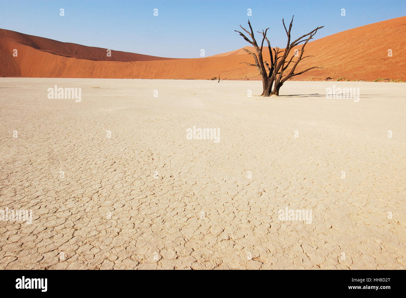 desert, wasteland, namibia, dune, arid, slim, sligth, lean, gaunt, thin ...