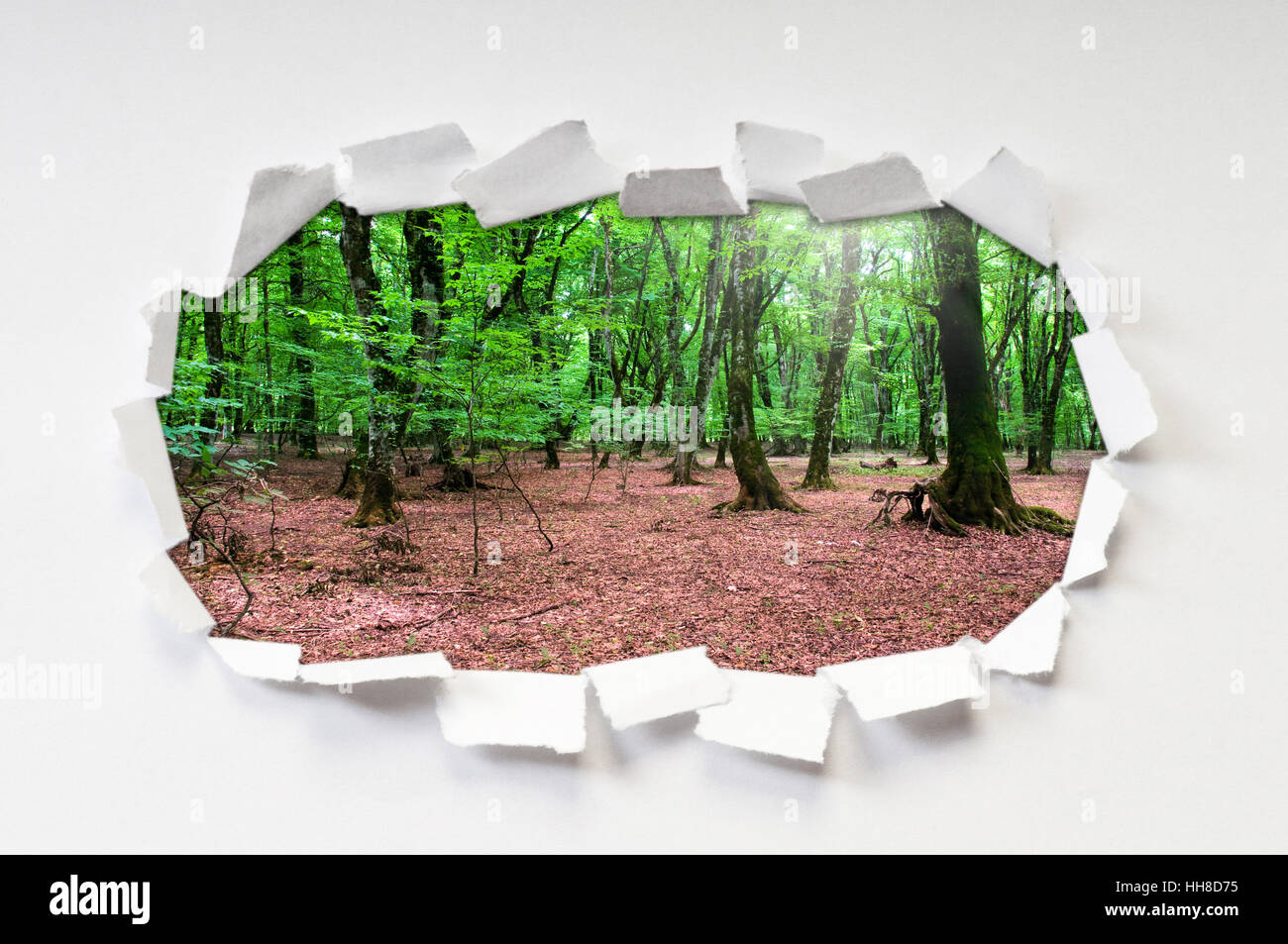 leaf, travel, colour, tree, trees, park, summer, summerly, spring ...