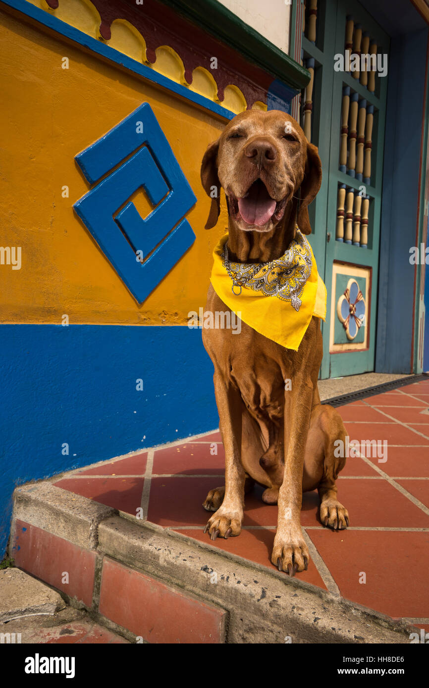 Tourist dog posing in Guatape Colombia Stock Photo - Alamy