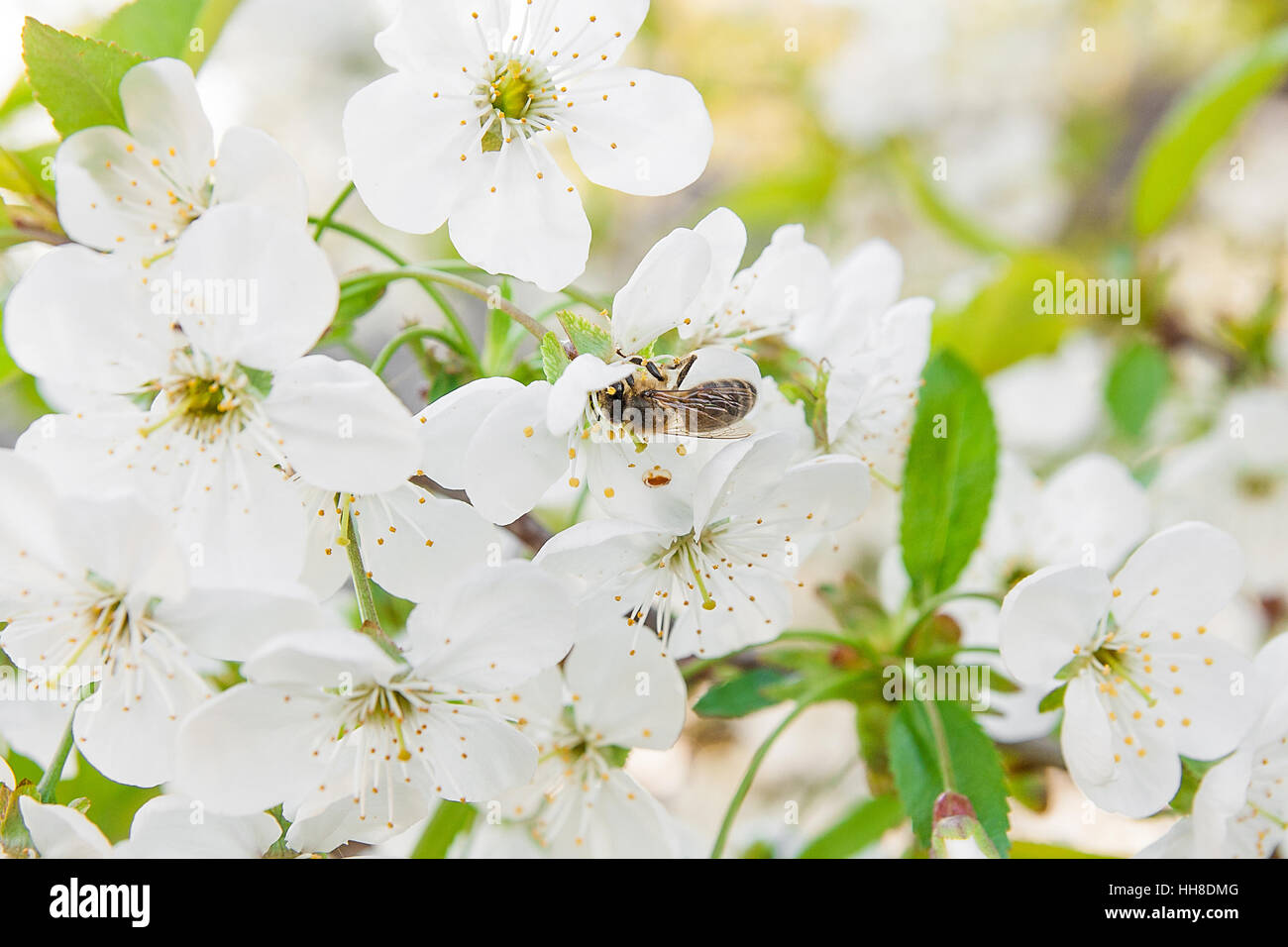 Close up view of bee collects nectar and pollen on a white blossoming ...