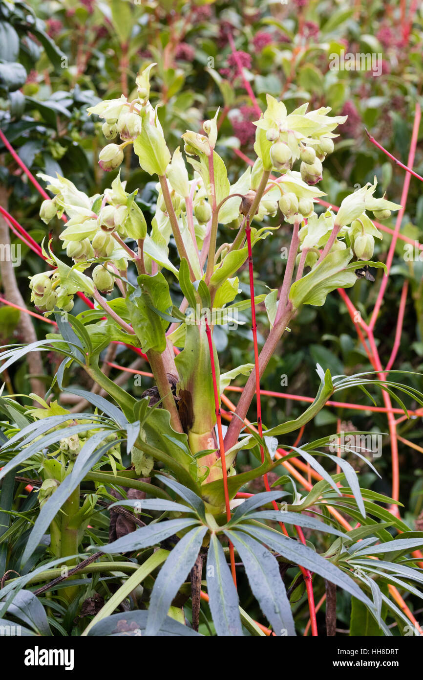 Red tipped flowers and reddish flower stems of the stinking hellebore ...