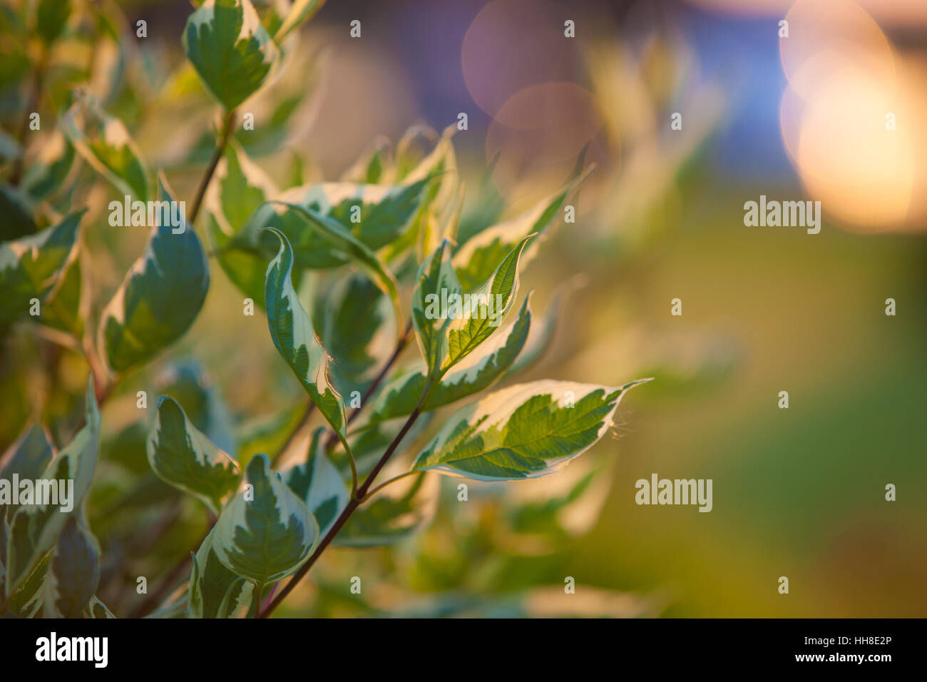 Light plant growth hi-res stock photography and images - Alamy