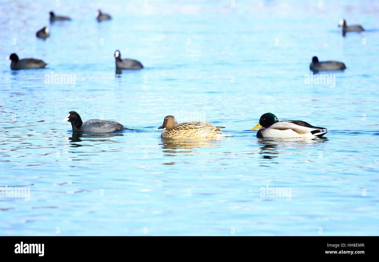 Coots fulica atra ducks anas hi-res stock photography and images - Alamy