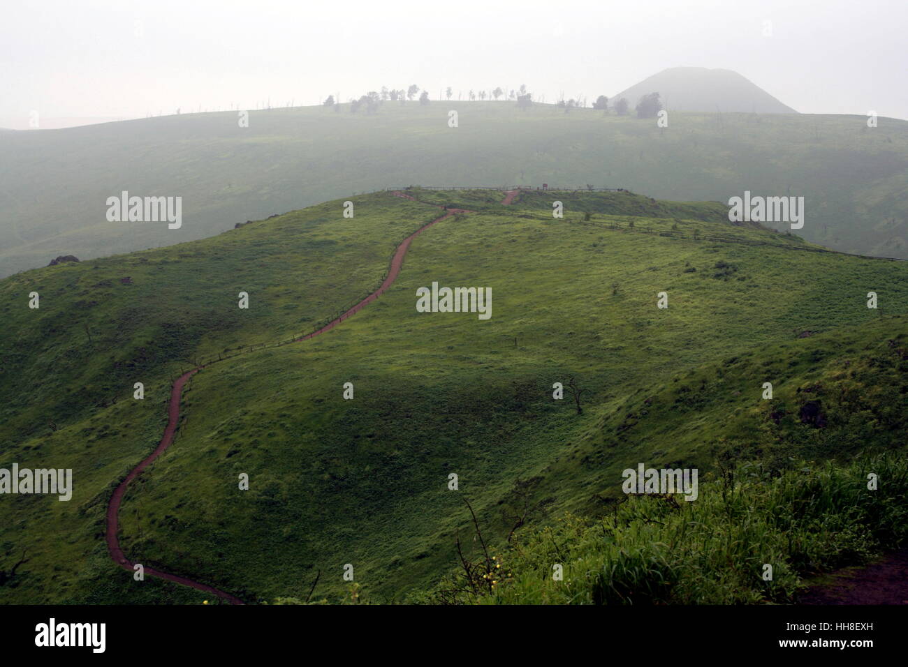 Long path in a foggy green forest Stock Photo - Alamy