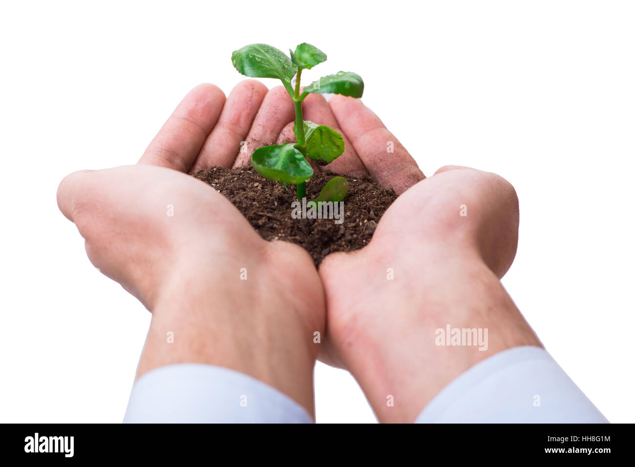 Hand holding seedling in new life concept on white Stock Photo - Alamy