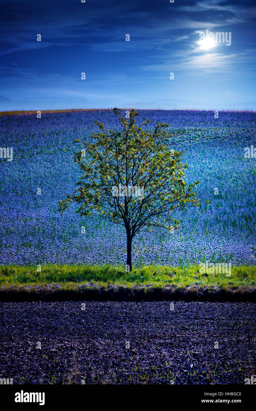 Field blue flowers tree hi-res stock photography and images - Alamy